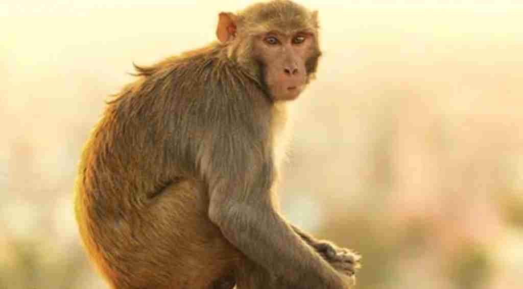 Maymun eve girip bebek kaçırdı - Haber16